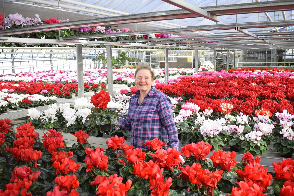 Gärtnereien in der Region verkaufen wieder Blumen: »Veilchen wären ...