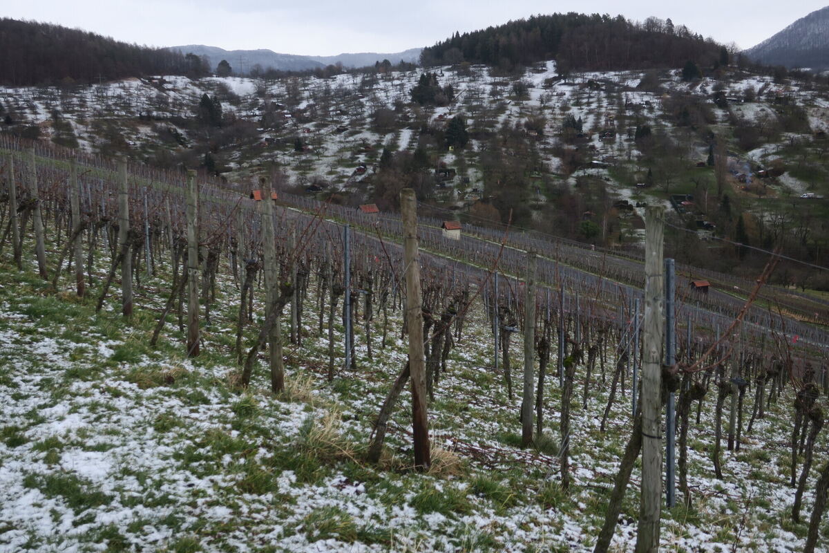 Klimawandel gefährdet Weinernte in Metzingen - Neckar + Erms ...