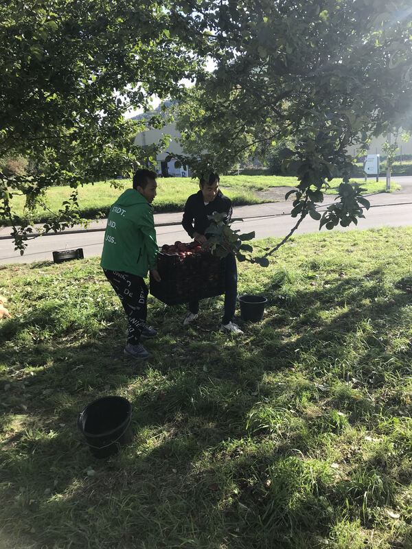 Apfelernteaktion in Dettingen: Eine echte »Win-win«-Geschichte - Neckar ...