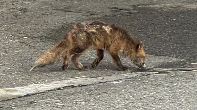 Kranker Fuchs in Rottenburg unterwegs - Jäger warnt Hundebesitzer ...