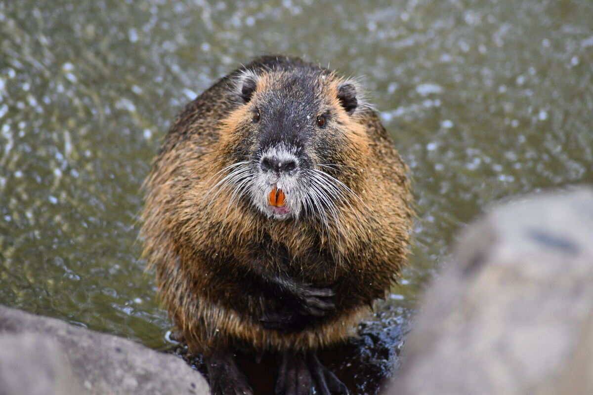 Nutrias in Reutlingen und der Region auf dem Vormarsch - Kreis Tübingen ...