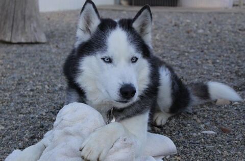 Flauschiges aus Husky-Wolle: Die Nordischen von der Alb - Über die Alb ...