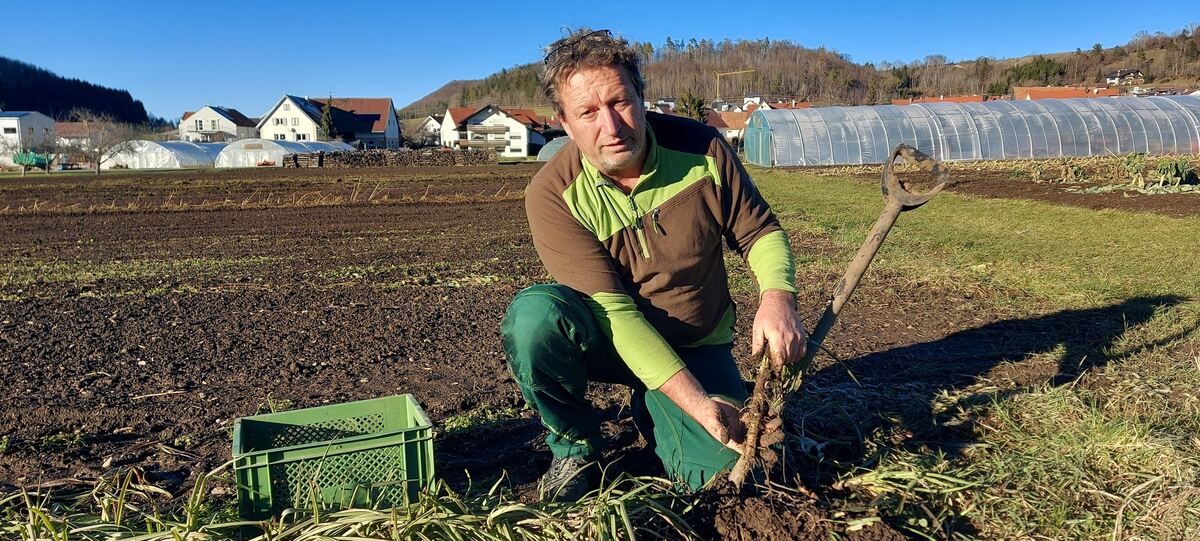 Gemüsegärtner und Sternekoch aus Sonnenbühl wollen Haferwurzel kultivieren - Über die Alb ...