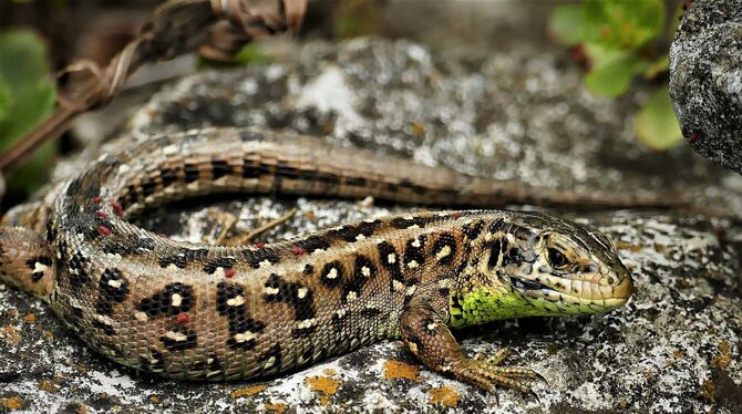 Ein neues Habitat für Zauneidechsen in Bad Urach - Region Neckar-Alb ...