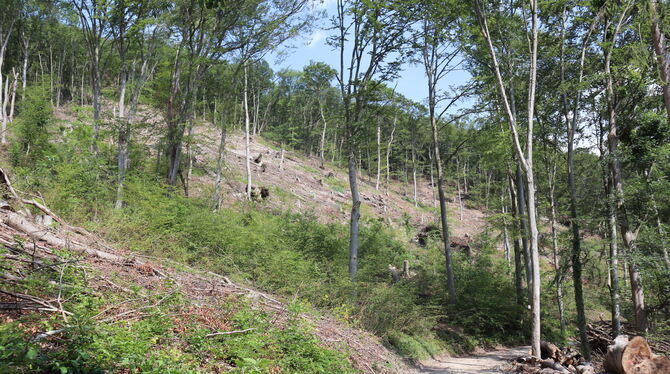 Starkregen, Schädlinge und Stürme: Wie es um den Eninger Wald steht ...