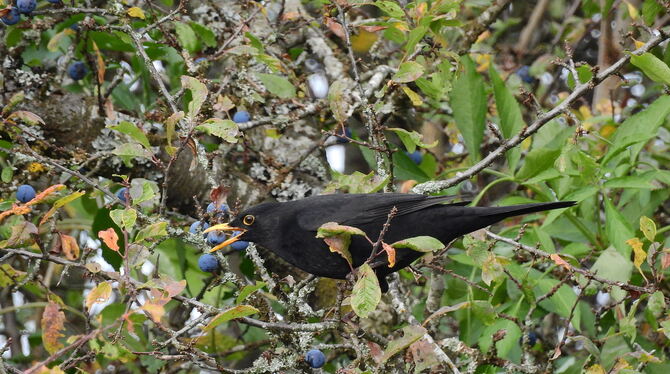 Wer wird Vogel des Jahres? Nabu ruft zur Online-Abstimmung auf - Über ...