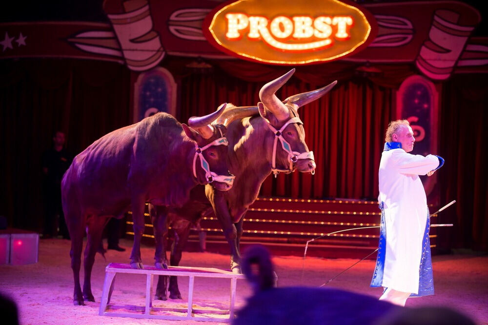 Circus Probst Reutlingen 2015 - Bilder - Reutlinger General-Anzeiger ...