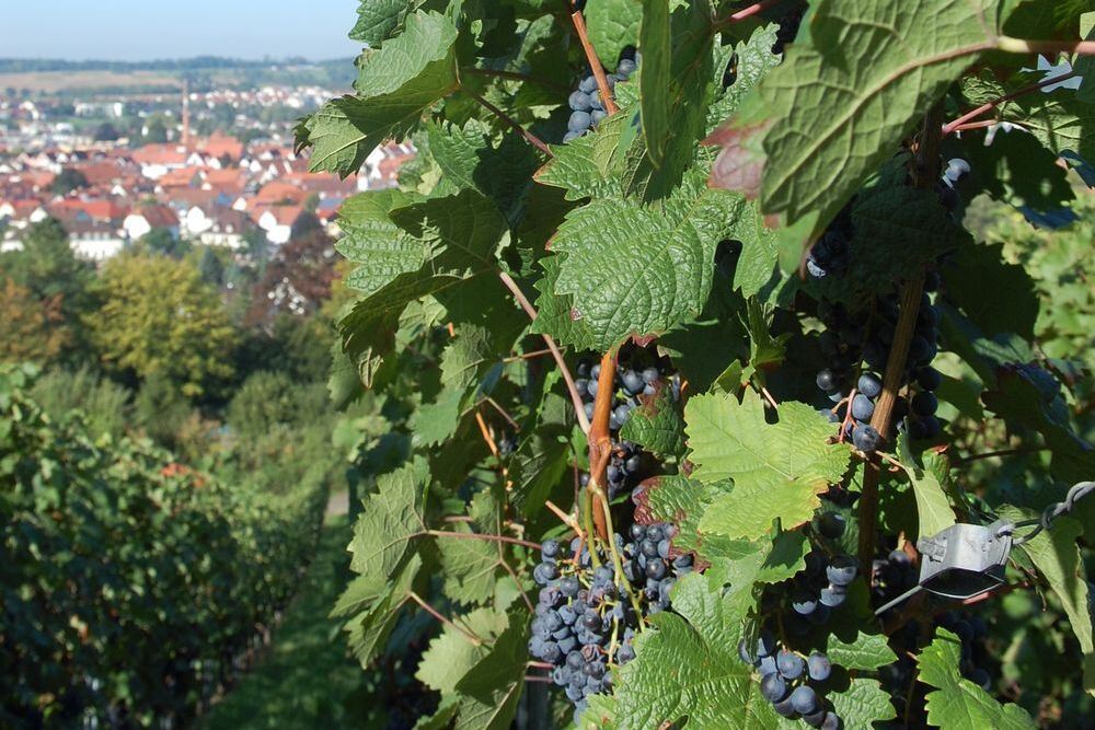 Metzinger Wein: Weiß gewinnt, Rot verliert leicht - Neckar + Erms ...
